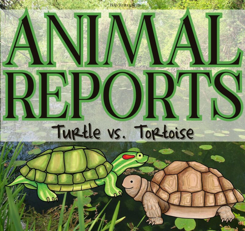 Writing About Animals - Turtles and Tortoises