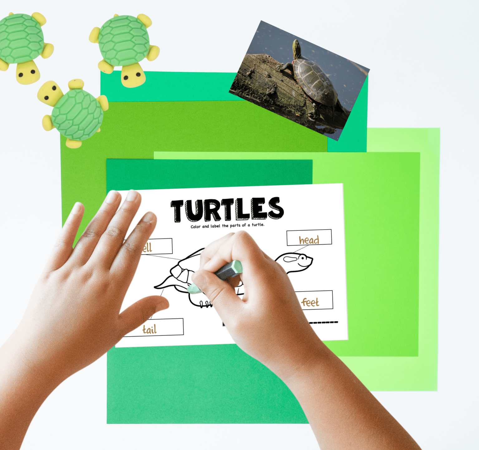 Writing About Animals - Turtles and Tortoises