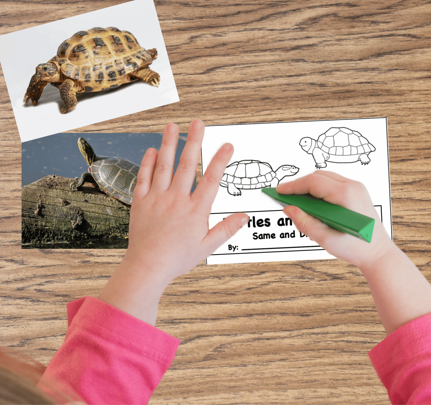 Writing About Animals - Turtles and Tortoises