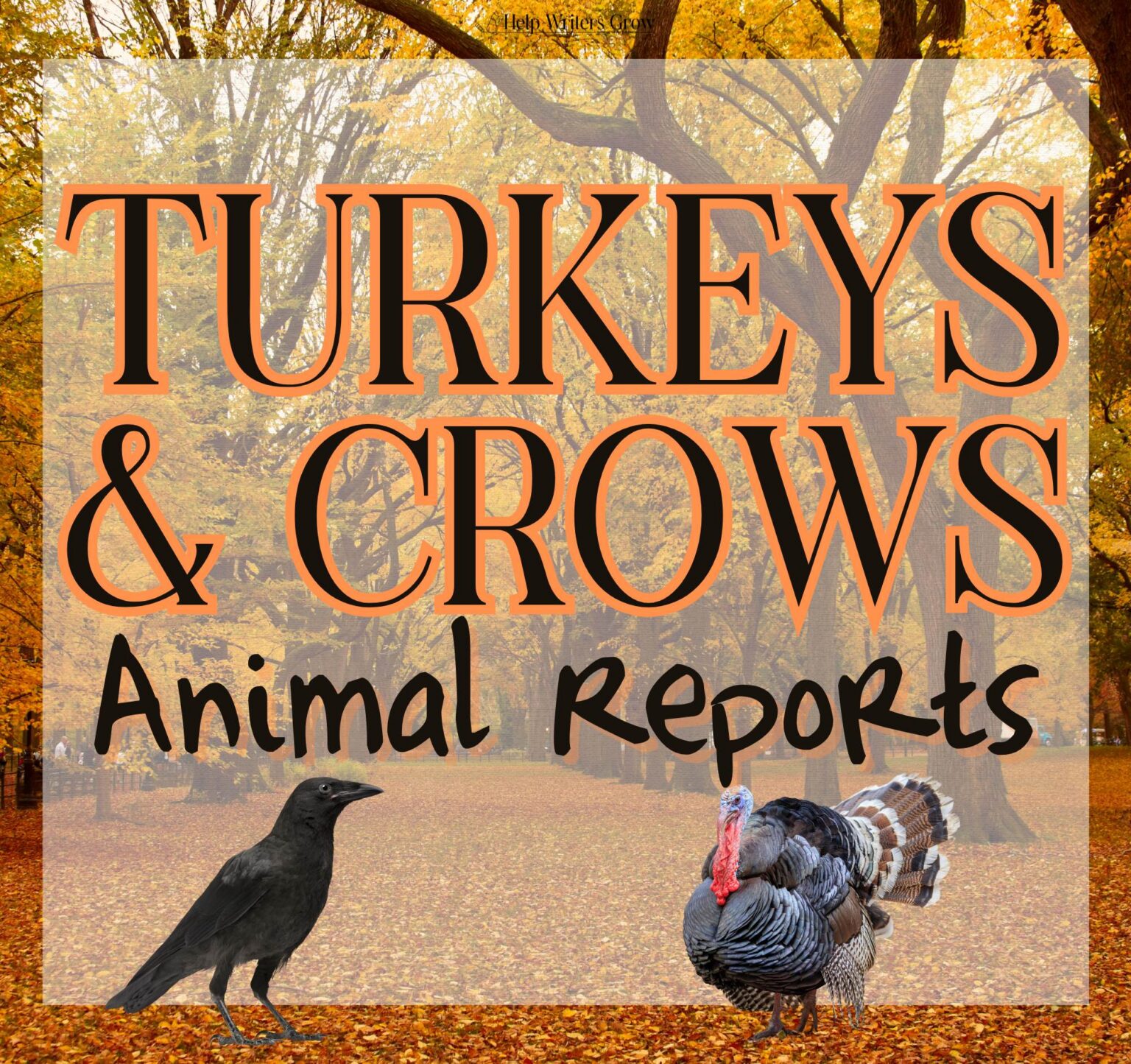 Turkeys and Crows - Animal Reports - Help Writers Grow